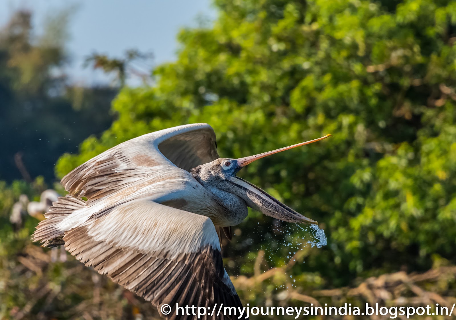 My Journeys In India: Ranganathittu Bird Sanctuary Photo Feature