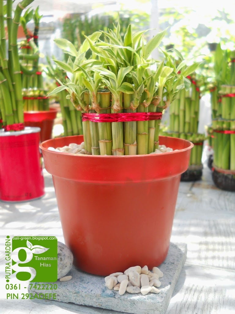 PUTRA GARDEN BALI: Distributor Tanaman Bambu Rejeki / Lucky Bamboo di Bali