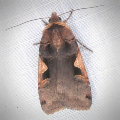 Ciri-ciri Serangga - Mengenal 13 Bentuk Antena Serangga - Dunia ...