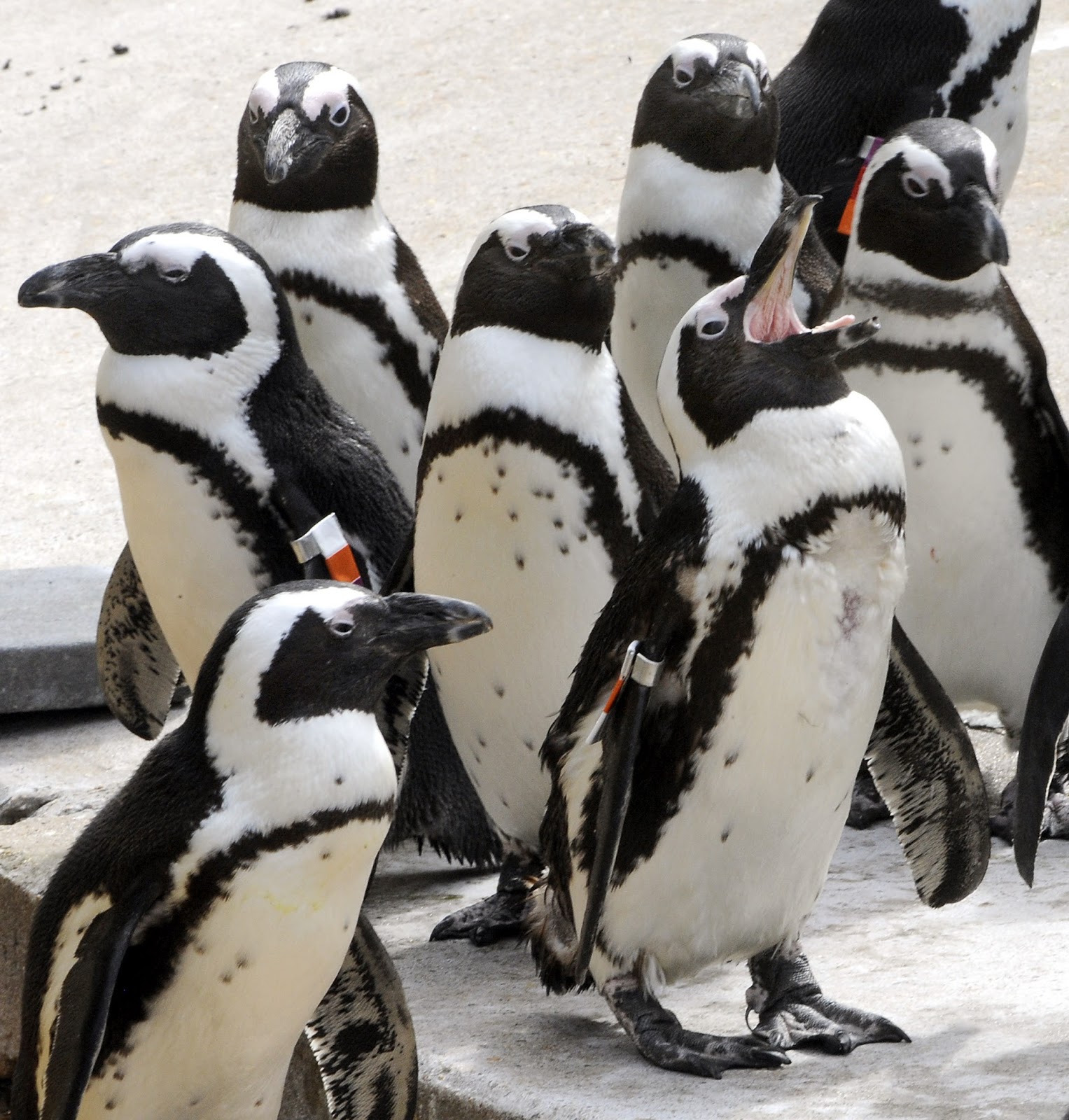 Every Day Is Special: October 17 – African Penguin Awareness Day