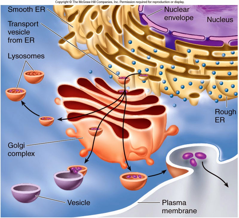 Ciencias de Joseleg: Introducción al sistema de membranas internas