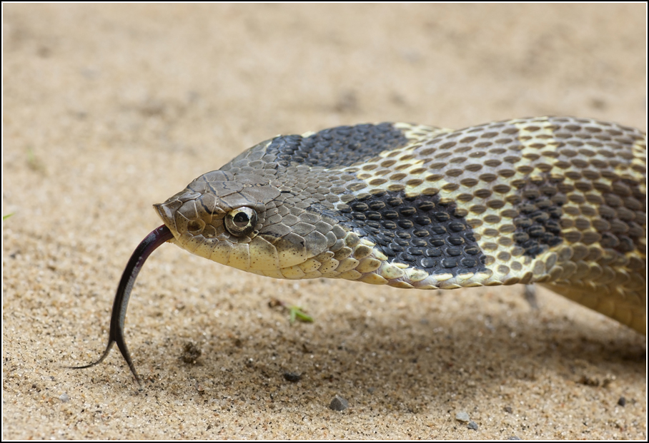 Explorations of an Ecologist: Southern Ontario shenanigans for Canada ...