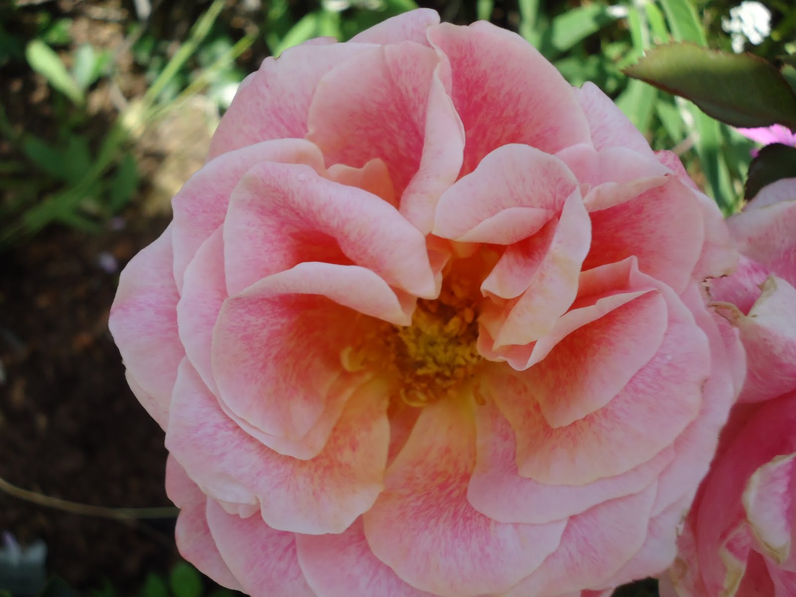 stephs world: dorcas (shrub rose)