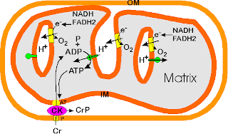 Fisiologia no Esporte: CK (Creatina Quinase)