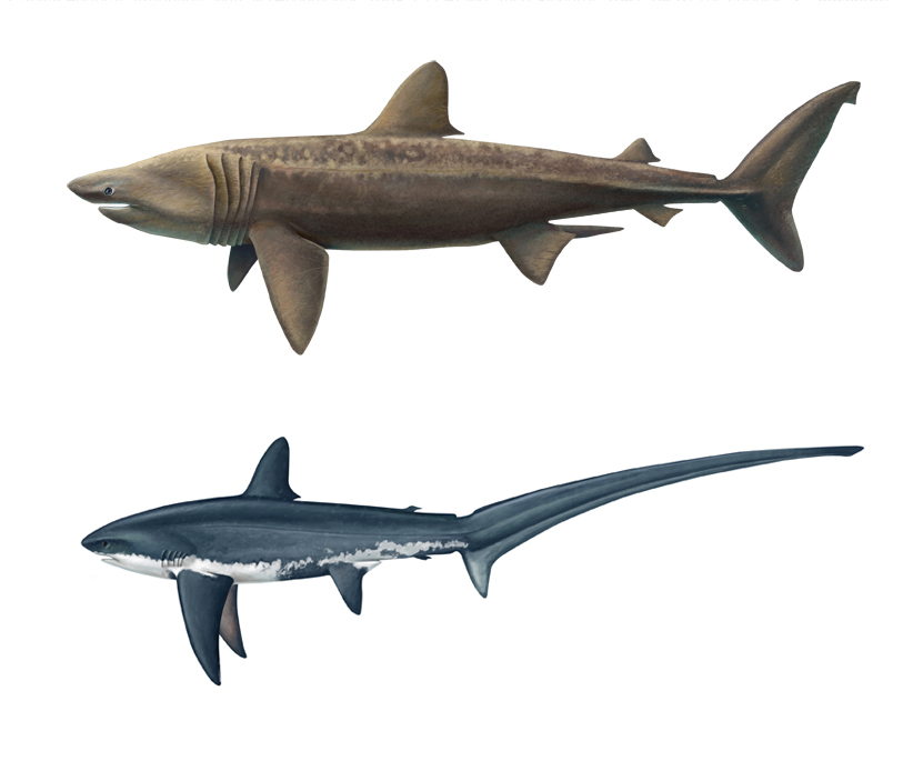 xavi macpherson: Tauró Pelegrí & Guilla