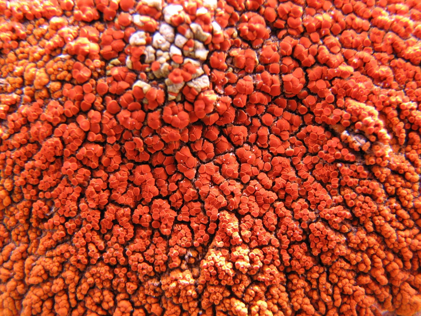 What's Growing in Colorado : Painted Rocks: The Orange Lichens