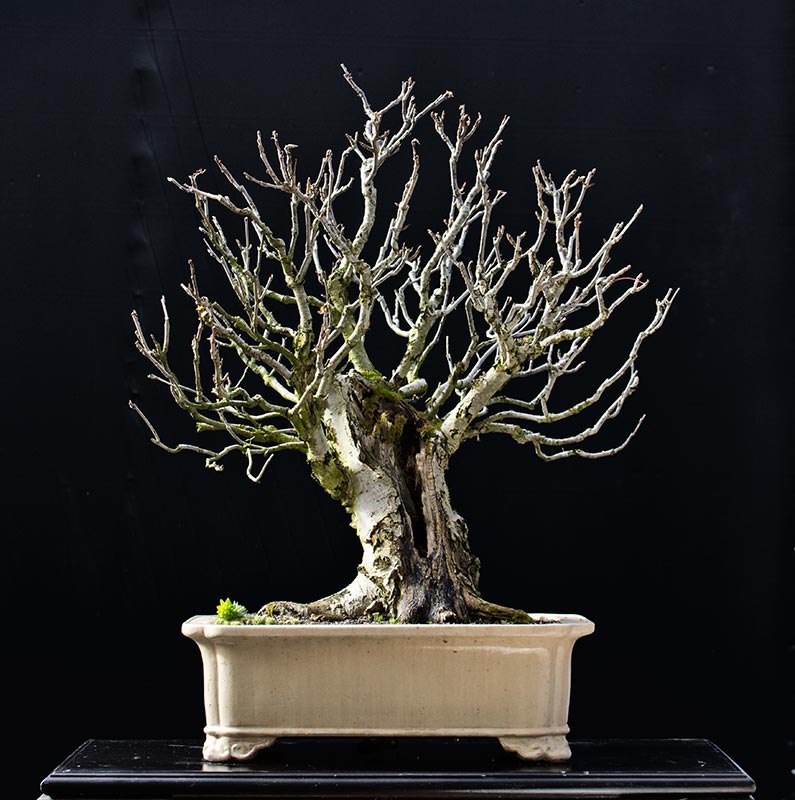 Walter Pall Bonsai Adventures: Rowan #1