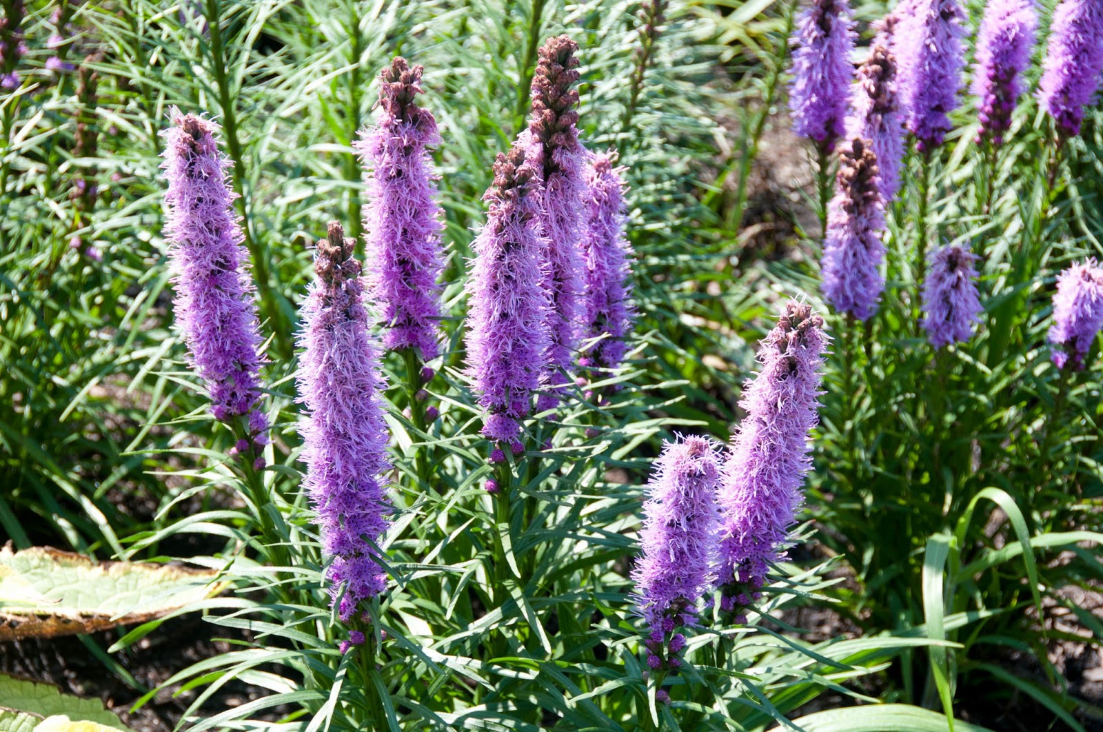 Flowers: Liatris