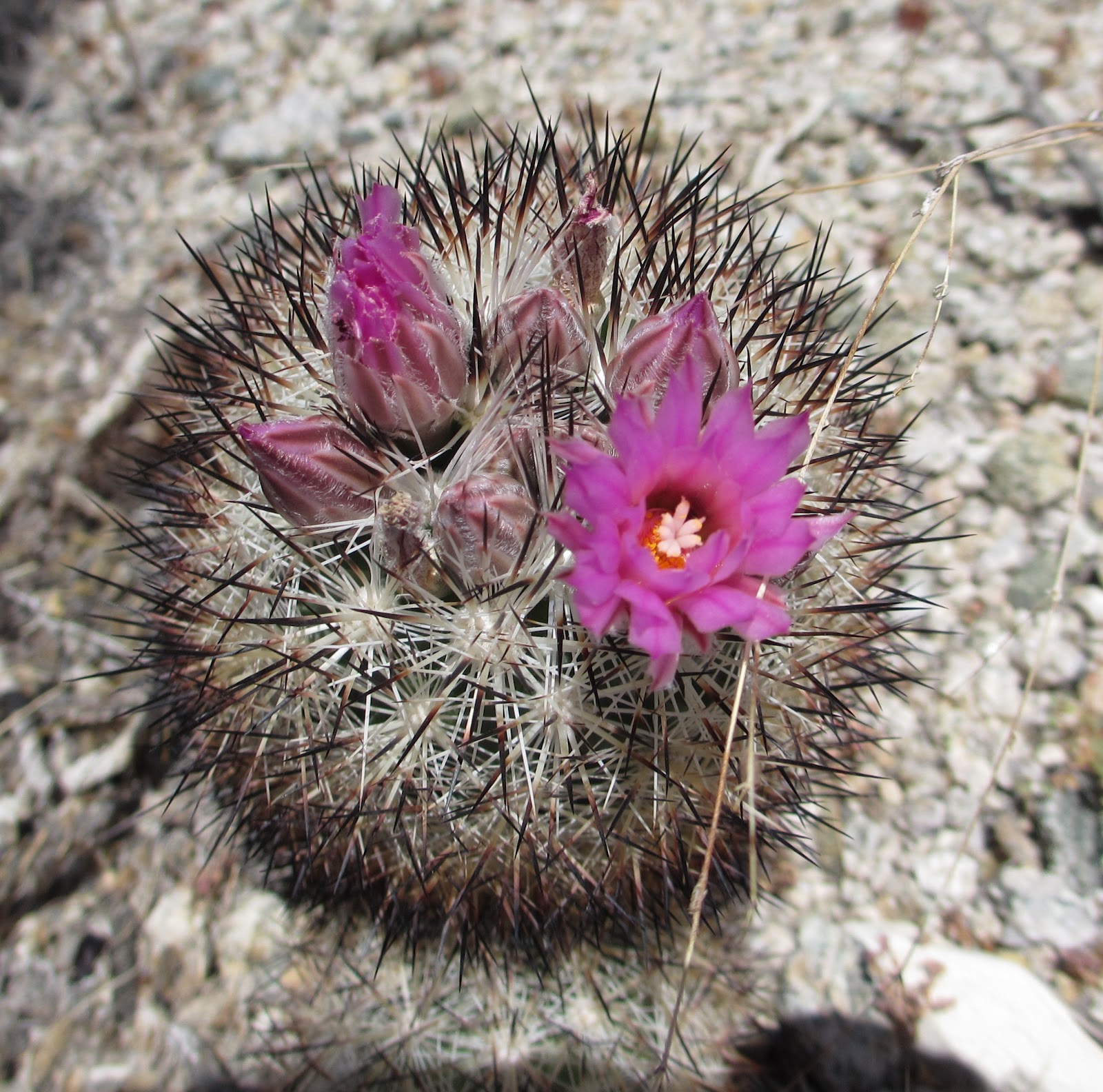 Cannundrums: Fishhook Cactus