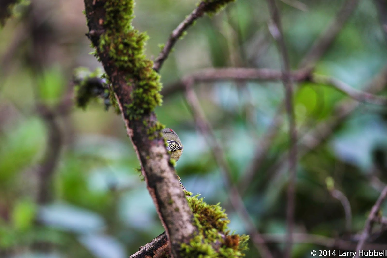 Union Bay Watch : Flit, Flicker & Flash