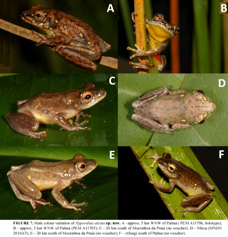 Species New to Science: [Herpetology • 2018] Hyperolius stictus • A New ...