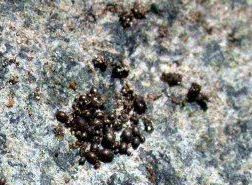 Ento the Wild: Insects Are Cool, Too