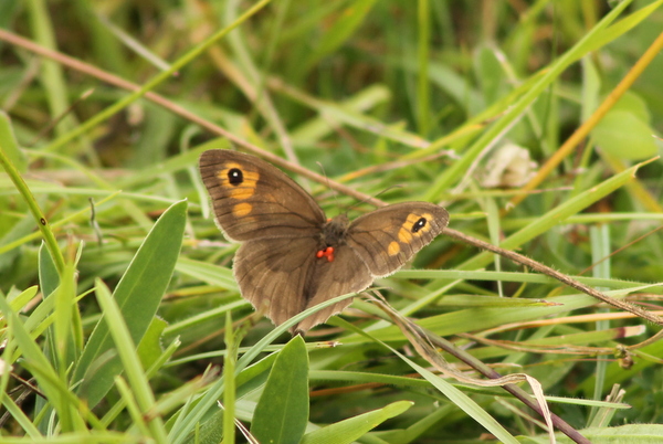 Above the River: Things with wings