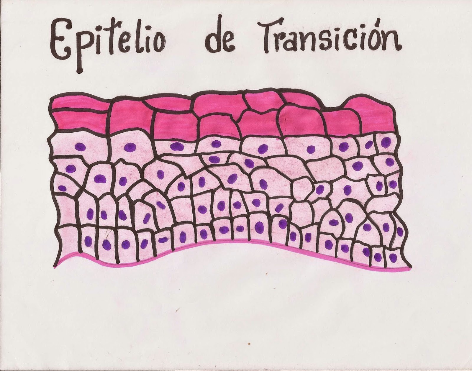 Maria Perez: Epitelio de transicion