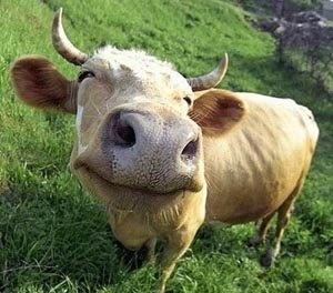 Reflexão: Usando vacas para falar da vida