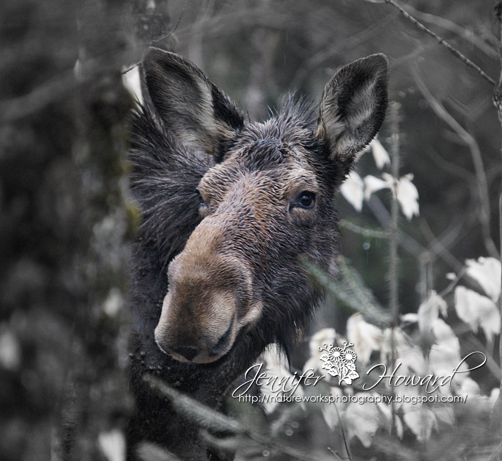 Nature Works Photography: Loons,spruce grouse,moose