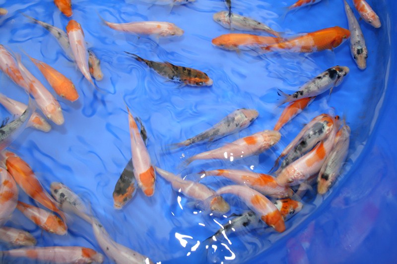 Holmeswood Koi: Fry Cull No2
