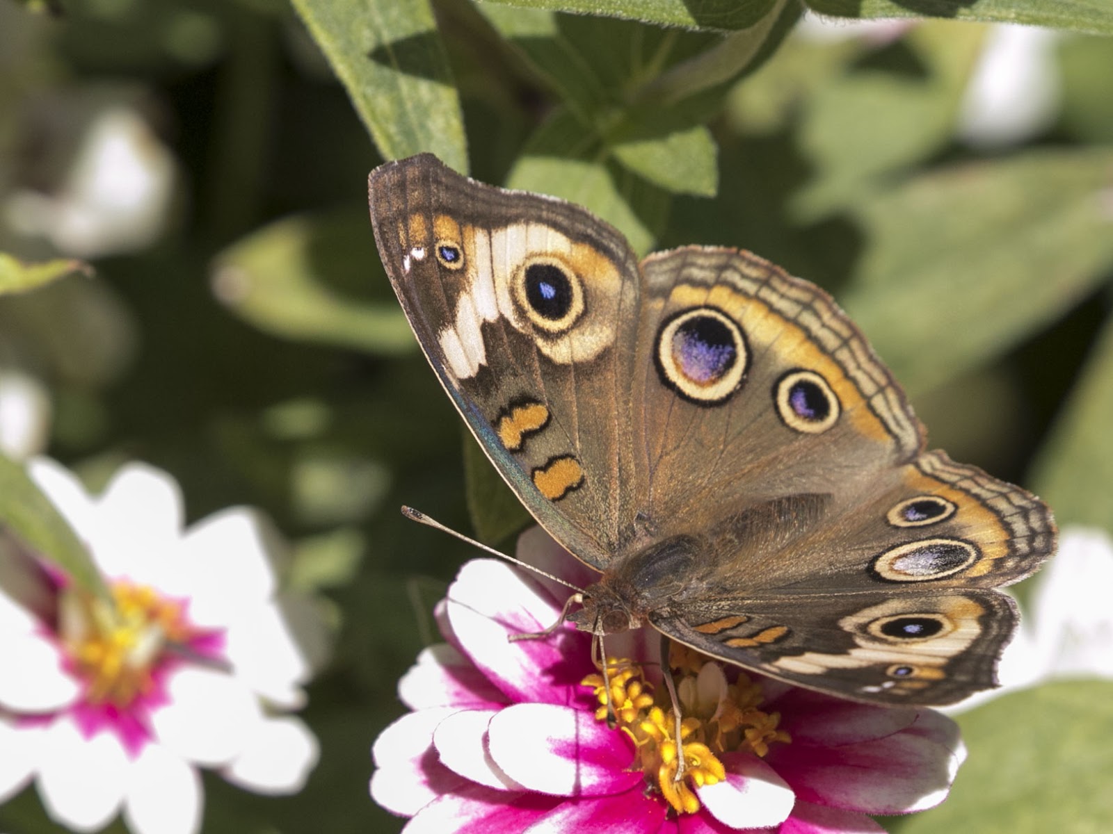 Beachgirl's Blog: My Yard ~ Common Buckeye Butterfly