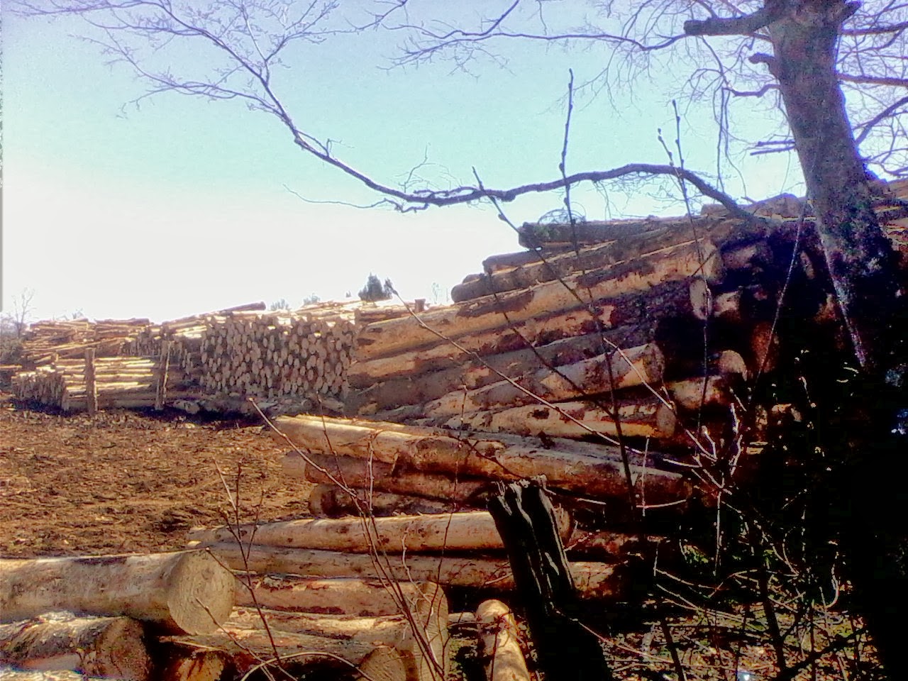 Material de Educación 1º a 8º Básico: La madera: Un Recurso Renovable.