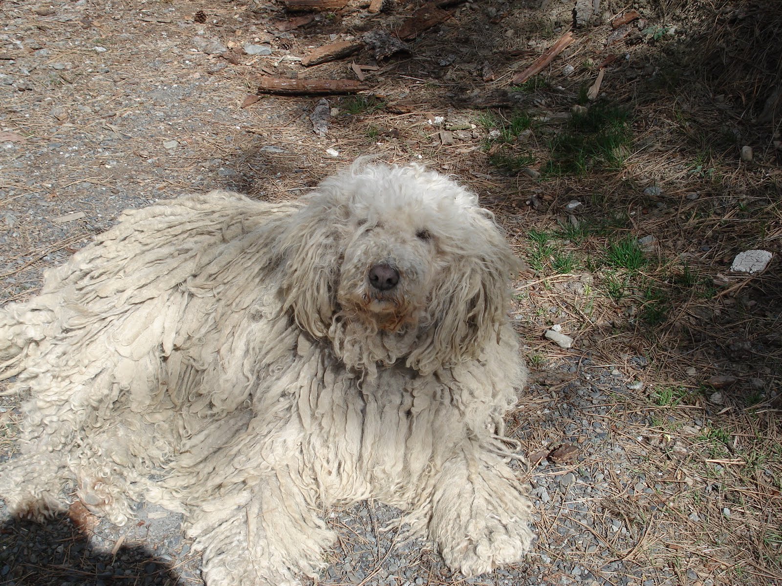 Aylmer to Zazzoo and Beyond: Komondor: The Rasta Dog