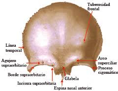 anatomia: hueso frontal