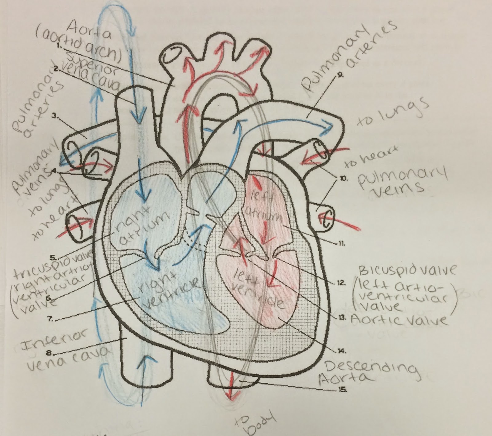 Semara's Mystifying Anatomy