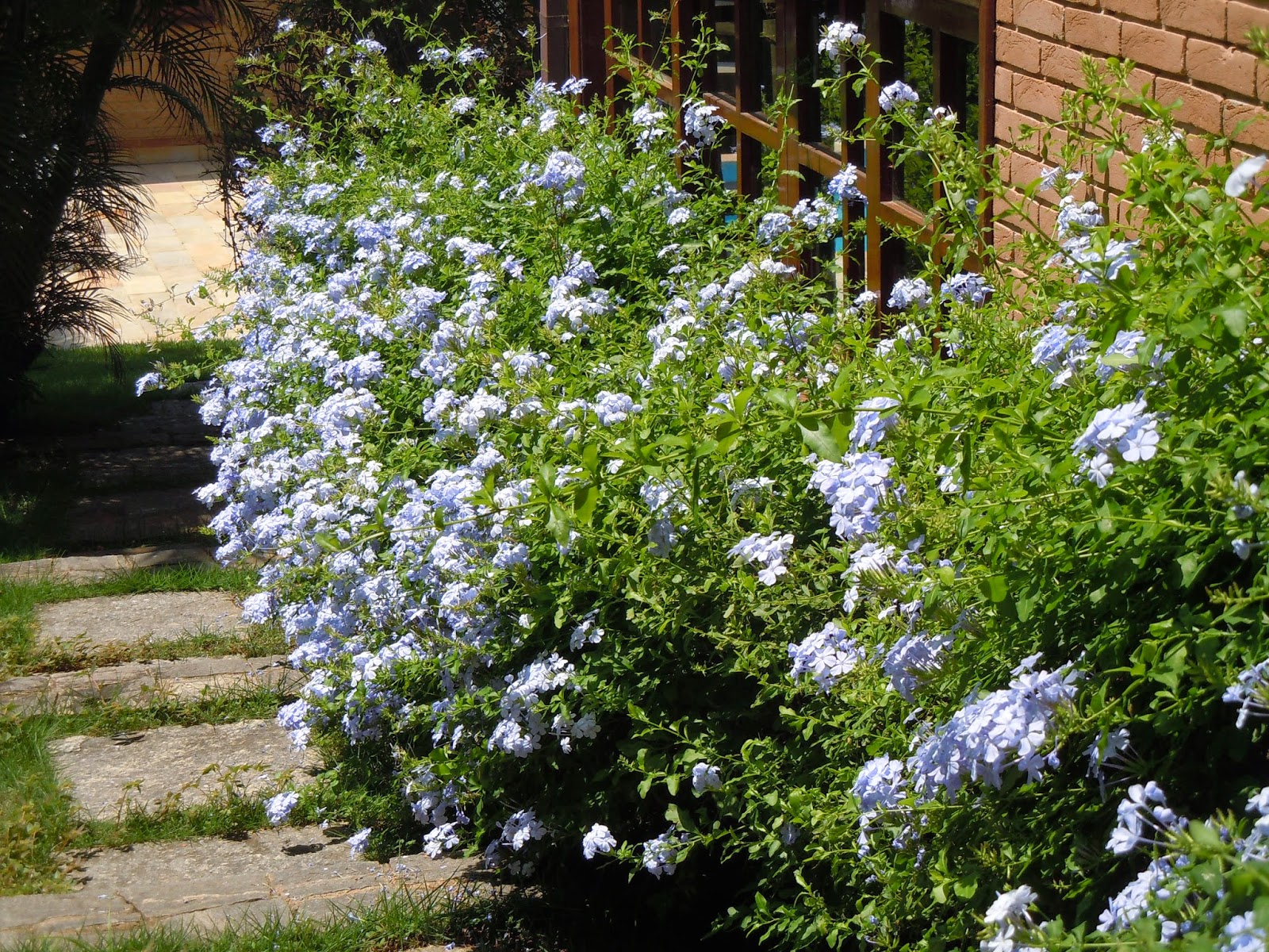 DIÁRIO COM A NATUREZA: 30 DE MARÇO - BELA-EMÍLIA - PLANTA E FLOR ...