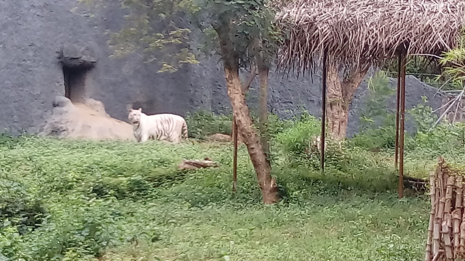ARIGNAR ANNA ZOOLOGICAL PARK(VANDALUR ZOO ),CHENNAI