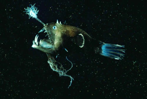 Cientistas captam pela 1ª vez imagens de 'diabo negro do mar' | Maliária