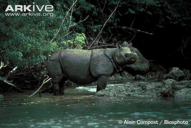 Picture of javan rhinoceros - tapLasi