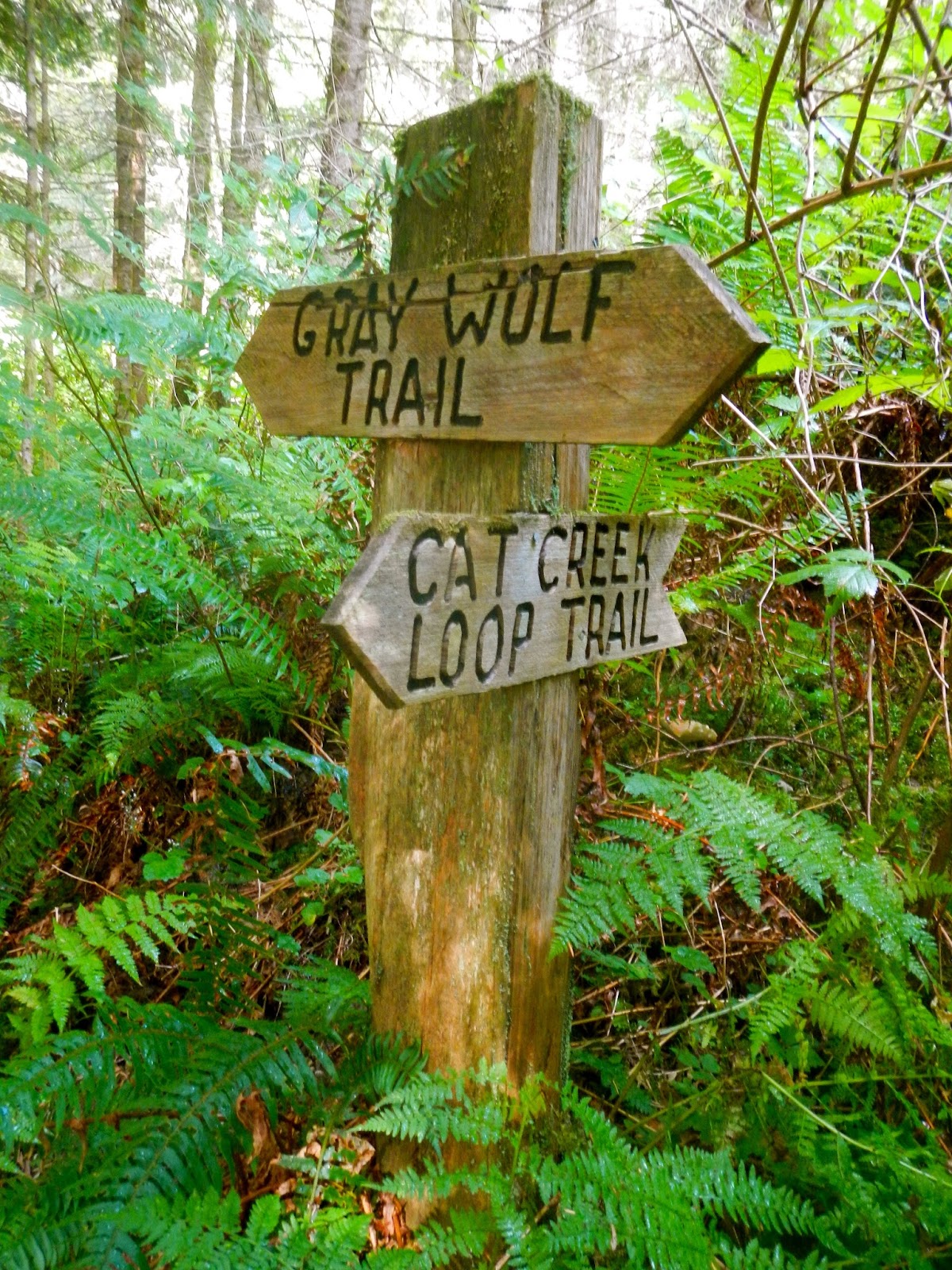 Travel Blog {Washington Trip: Lower Gray Wolf Trail}