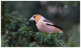 Pete's Birding Blog: A Sprawk, Kestrel and Hawfinch Hunting