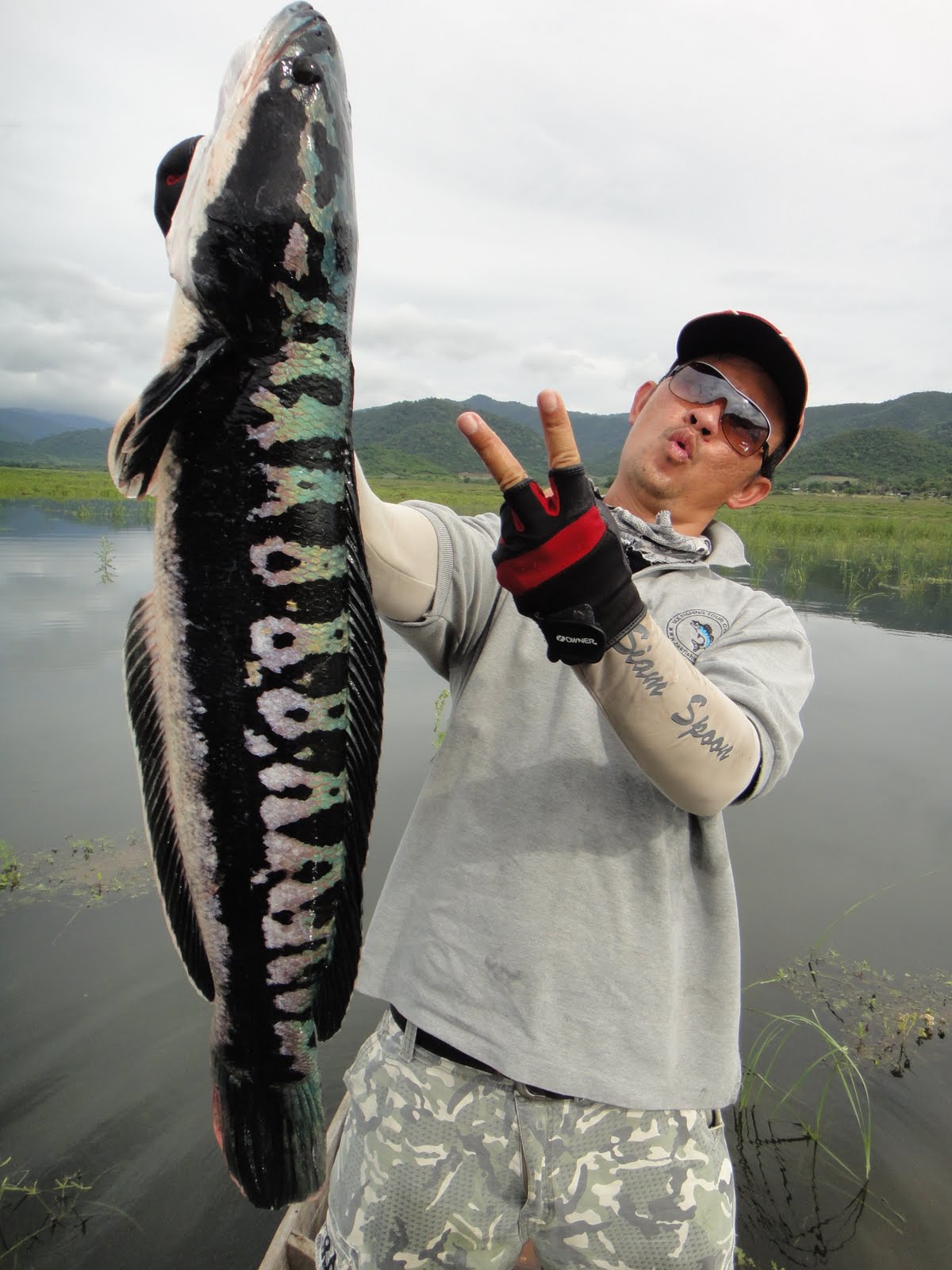 Thailand Giant Snakehead (Toman) And Wild Fishing.: Massive MAMA Toman ...