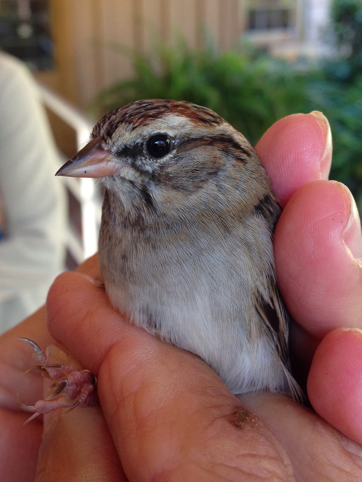 Bird Banding: Learning From Birds In-hand: Color Banding Painted Buntings
