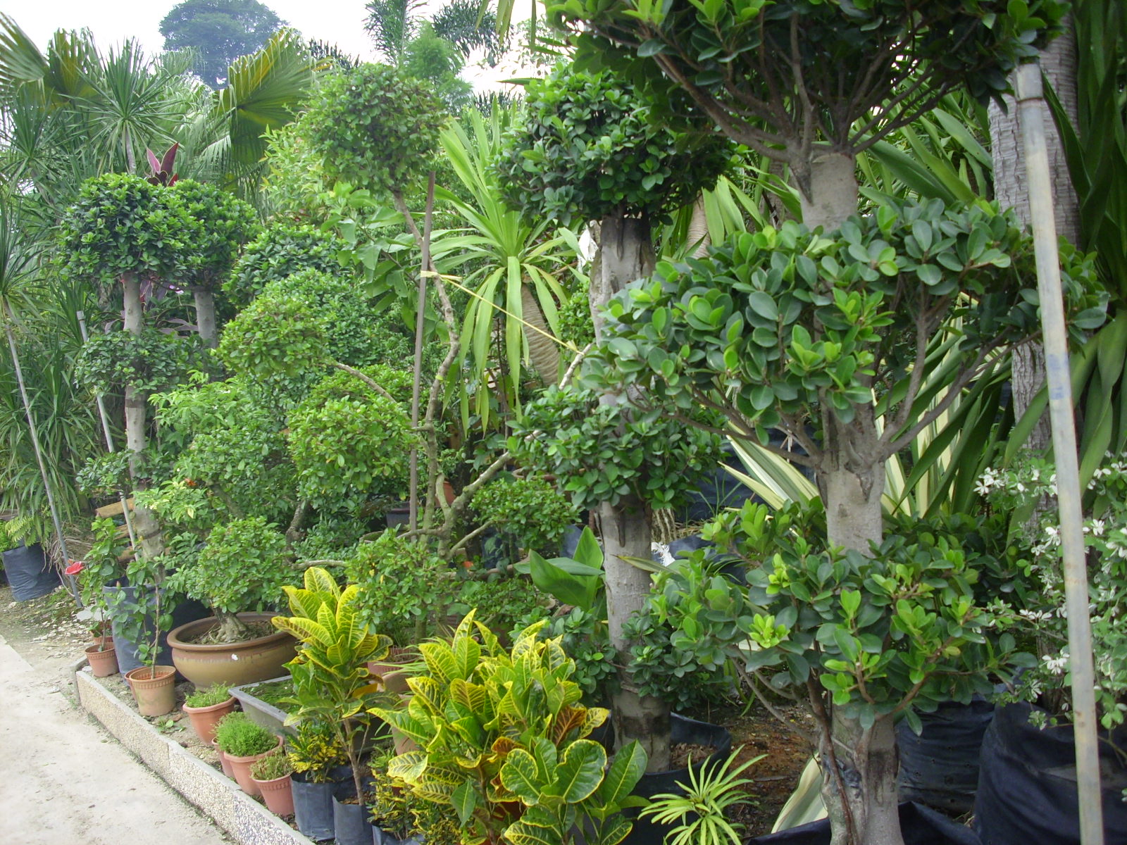 DIARI DIELA: Nursery Bunga Sungai Buluh