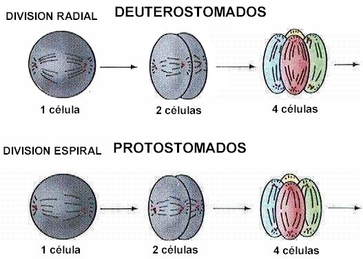 Info animales: DESARROLLO EMBRIONARIO DE LOS INVERTEBRADOS