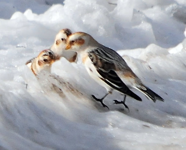 One Jackdaw Birding: Birds in Winter