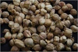 Kapulaga. ~ SINOX NURSERY