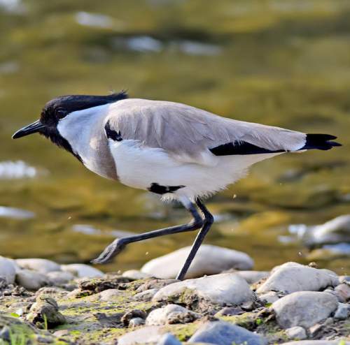 River lapwing images | Birds of India | Bird World