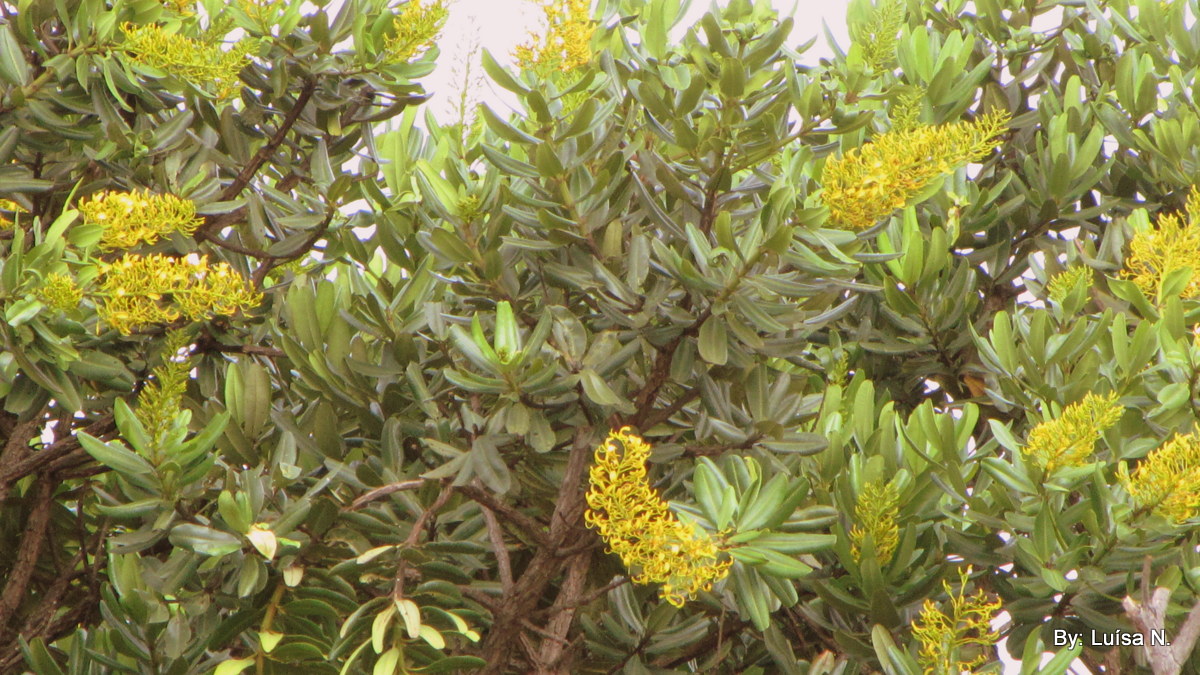 Terra, aquele abraço: Acompanhando a Gomeira, uma Árvore Nativa do Cerrado