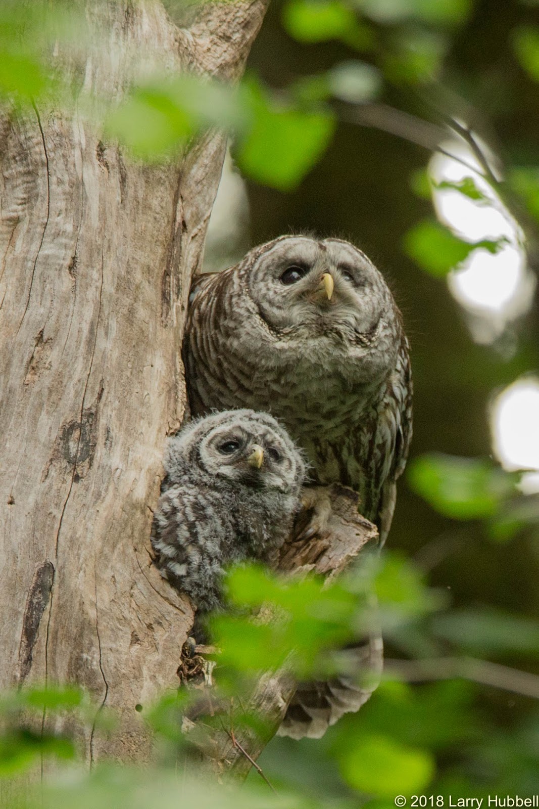 Union Bay Watch : An Owlet Adventure