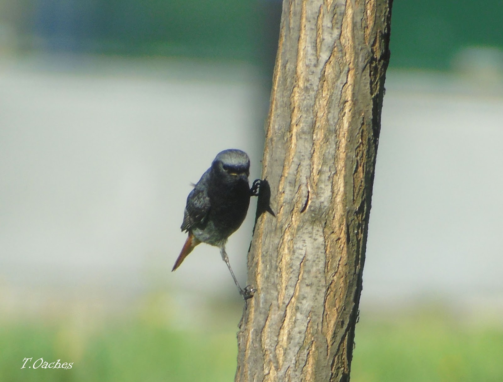 PASARI DIN ROMANIA: CODROS DE MUNTE (1), Phoenicurus ochruros