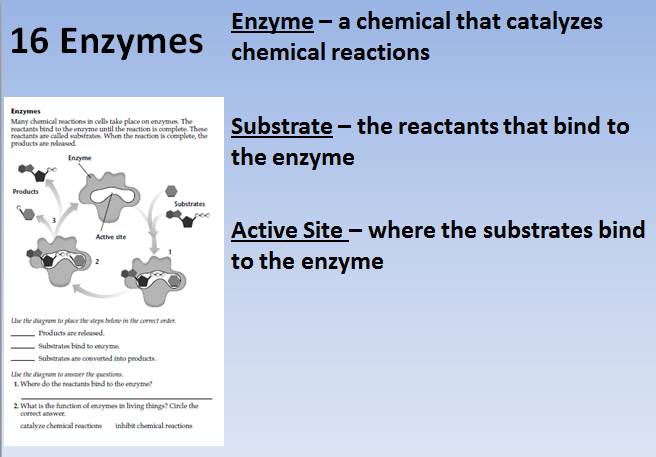 Welcome to Mr.Chapman's Biology Class Blog - Come on in, the learning ...