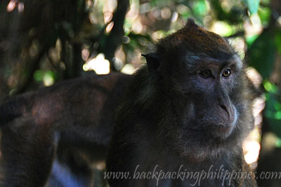 Backpacking Philippines: A Preview of the Jungle Trek/Monkey Trail ...