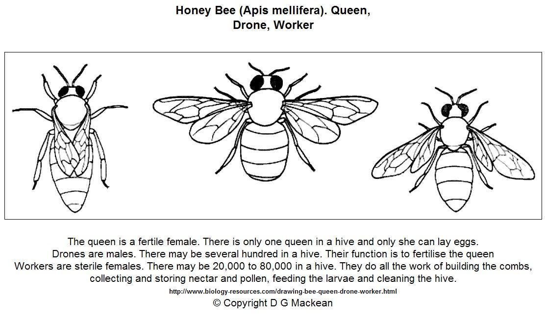 SERBUK SARI LEBAH - 蜂花粉 - Fēng huāfěn - Bee Pollen: LEBAH MADU 3 ...