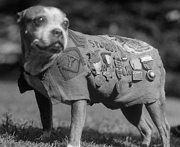 Tiny Battle Publishing: MOVE OVER RIN TIN TIN, MAKE ROOM FOR SERGEANT ...