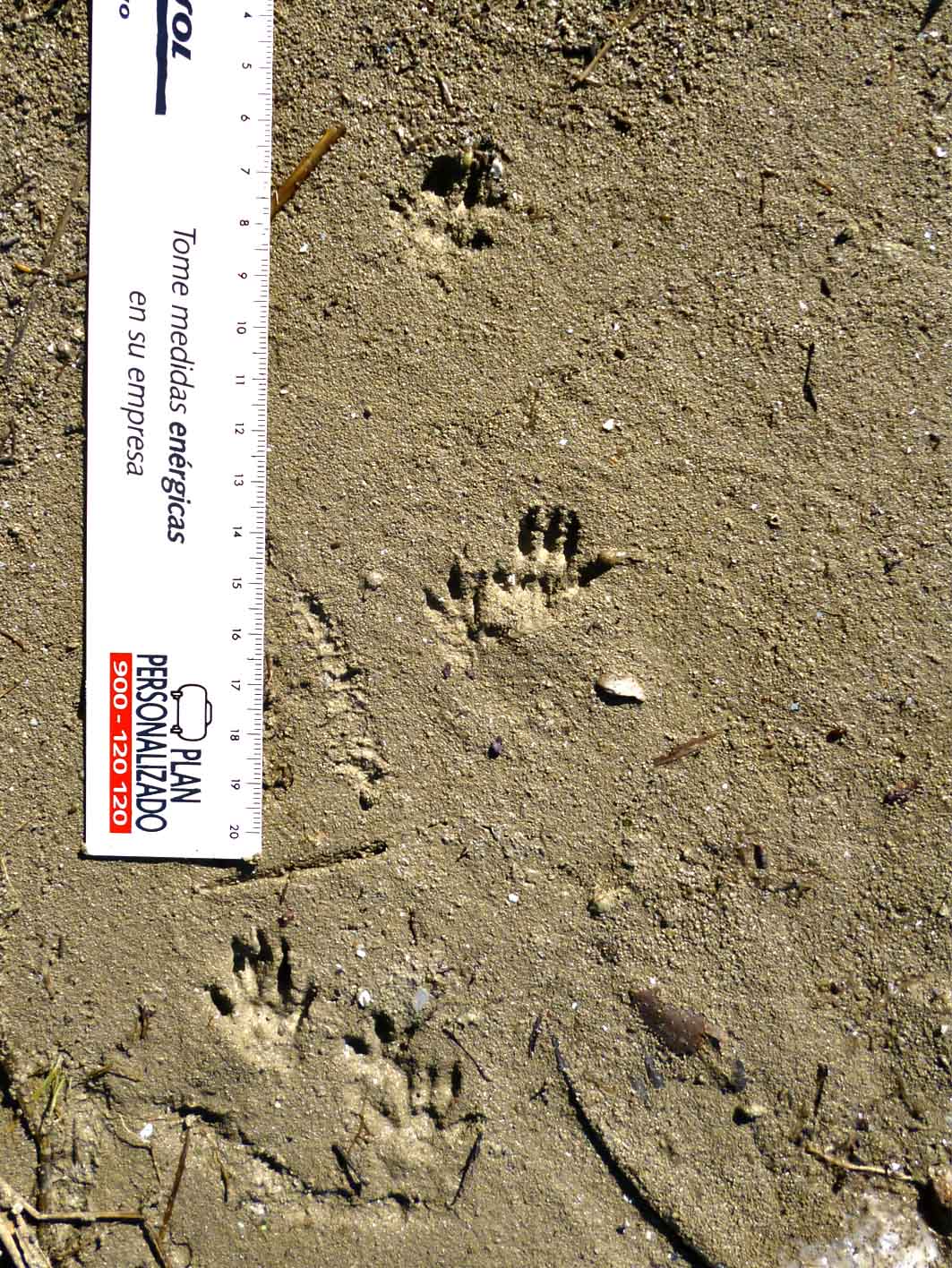 Huellas, rastros y señales: RATA CAMPESTRE (Rattus rattus)