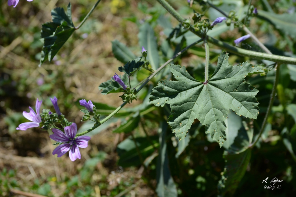 Flora de la Península Ibérica: Lavatera cretica L. (Fam. Malvaceae ...