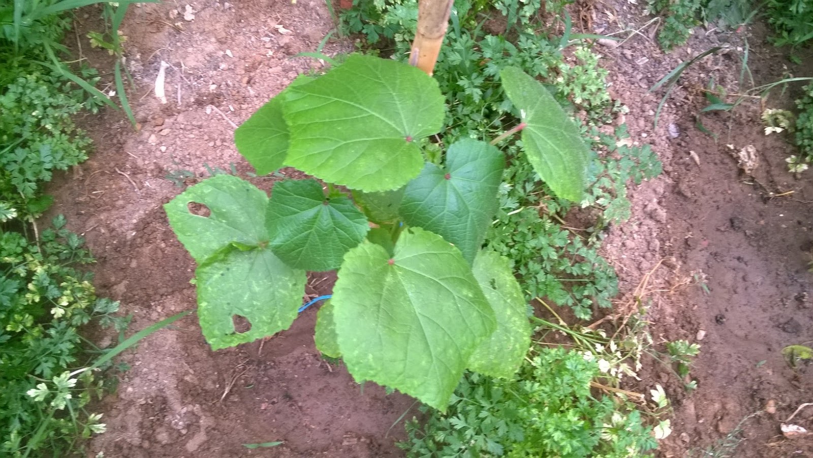 How To Grow Okra
