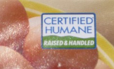 The Natural Idea: How to Buy Organic Eggs from Humanely Treated Chickens